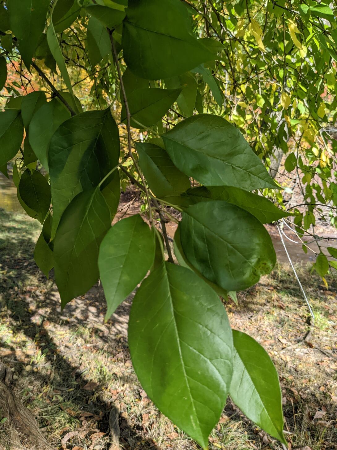 Osage-Orange | CMP Tree Selection Tool